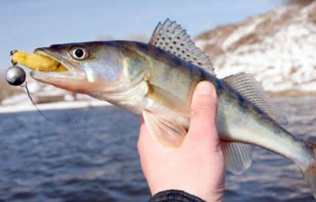 Walleye Fishing for Beginners - Guide to Effective Walleye Fishing