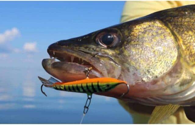Walleye Fishing for Beginners - Guide to Effective Walleye Fishing