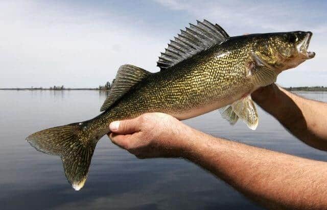 Walleye Fishing for Beginners - Guide to Effective Walleye Fishing