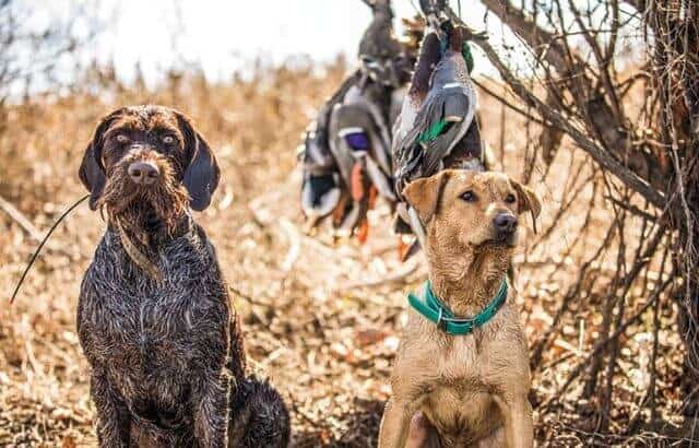5 Benefits of Taking Your Dog to Hunt | Discover the Unknown Advantages