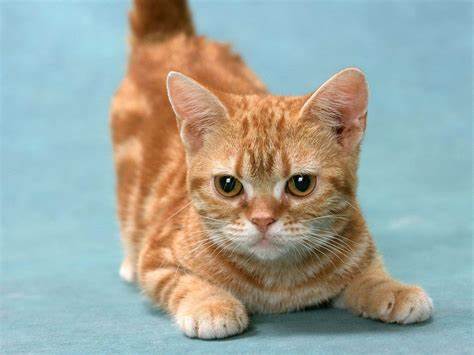 5 Things You Need To Know About The Munchkin Cat Breed Information