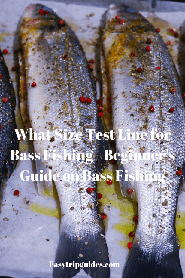 What Size Test Line for Bass Fishing - Beginner's Guide on Fishing