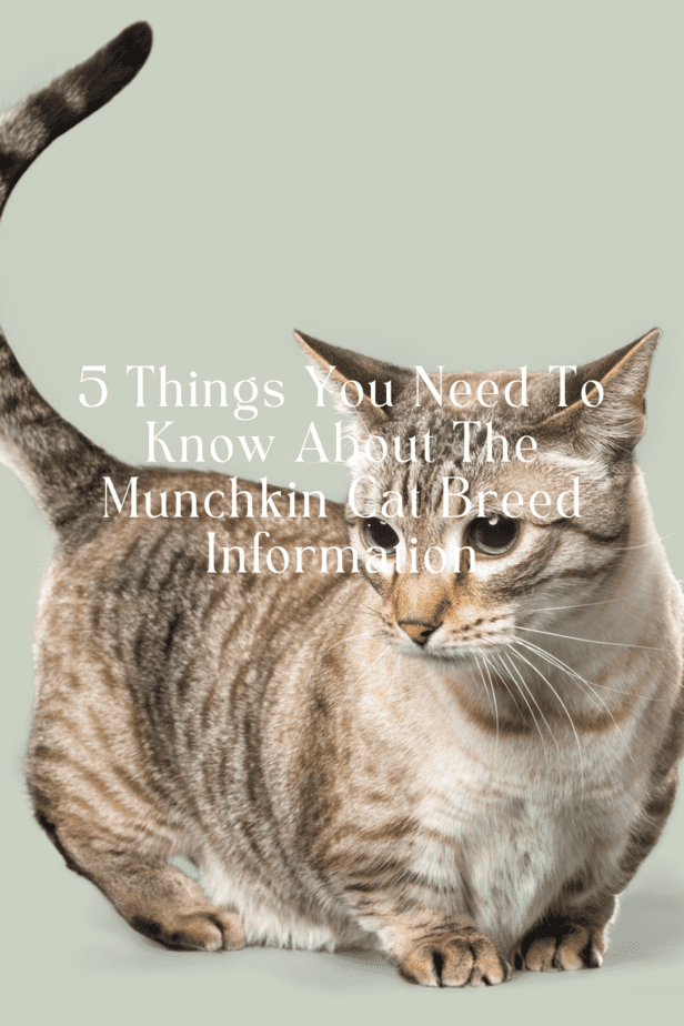 5 Things You Need To Know About The Munchkin Cat Breed Information