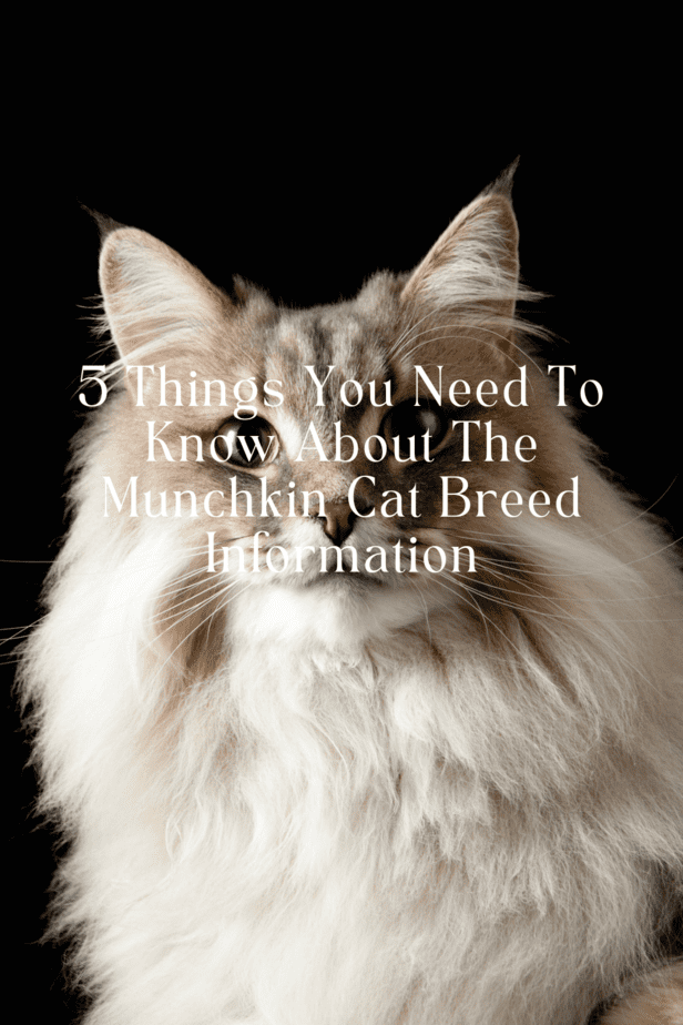 5 Things You Need To Know About The Munchkin Cat Breed Information