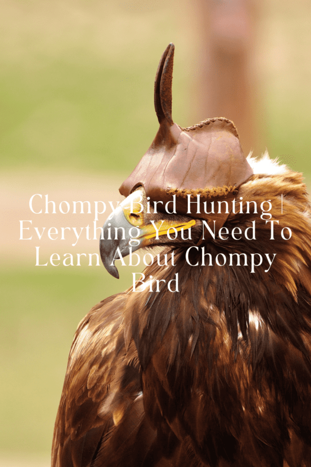 Chompy Bird Hunting | Everything You Need To Learn About Chompy Bird