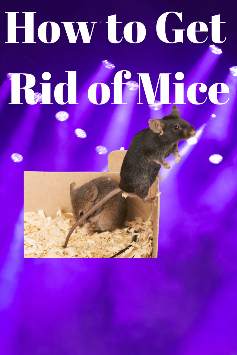 How to Get Rid of Mice (Step by Step)
