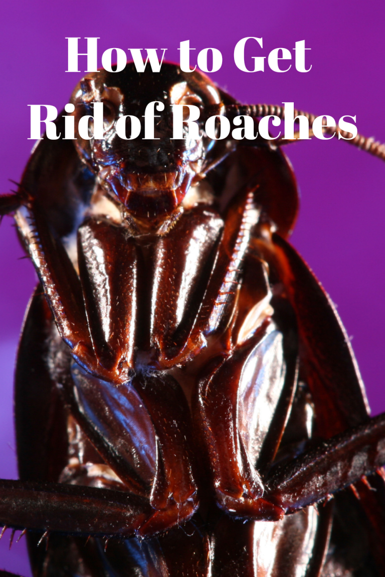How to Get Rid of Roaches